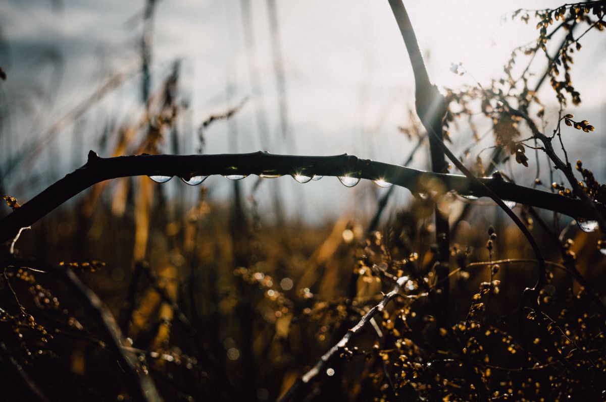 light drops | GANREF