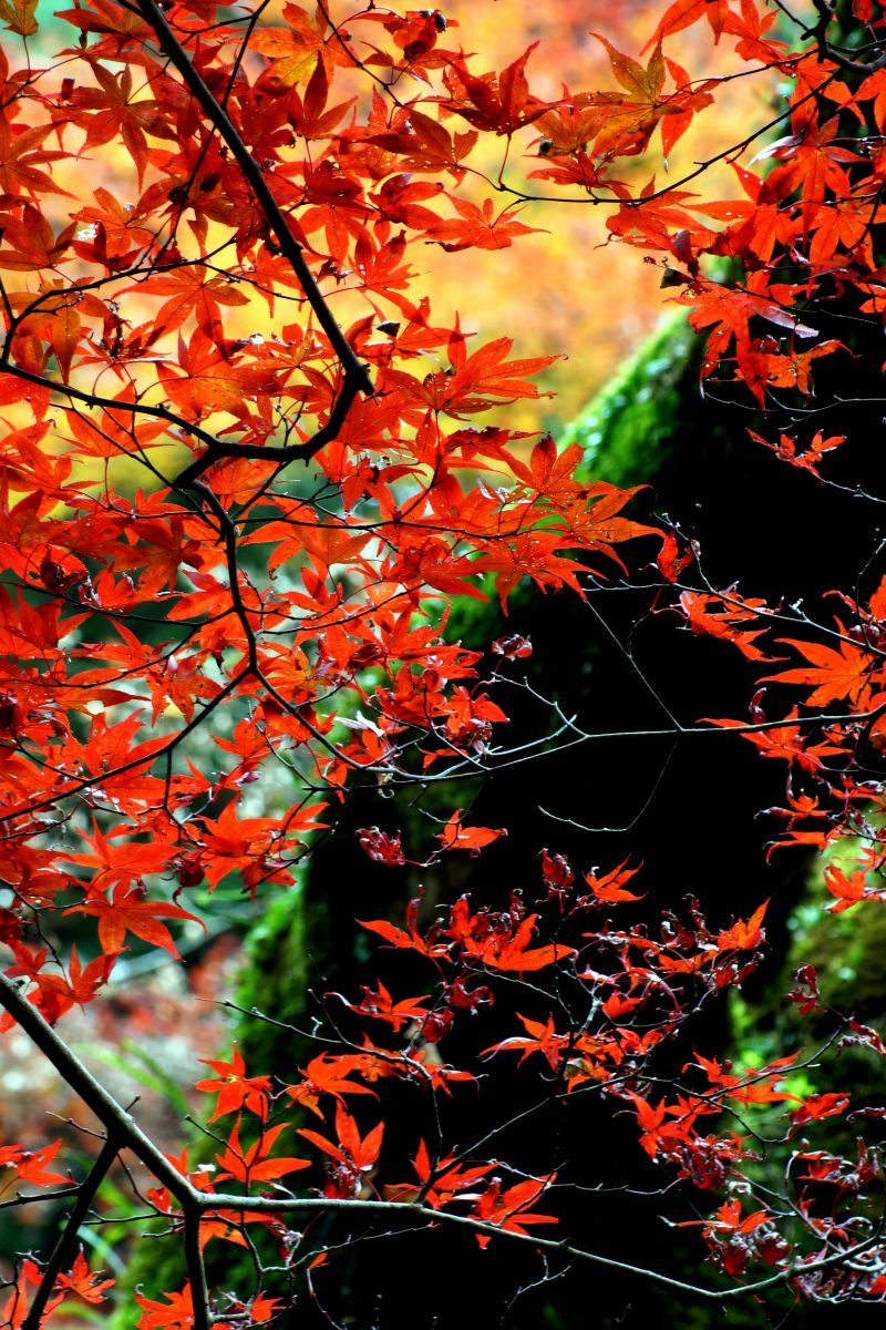 最後の輝き | GANREF