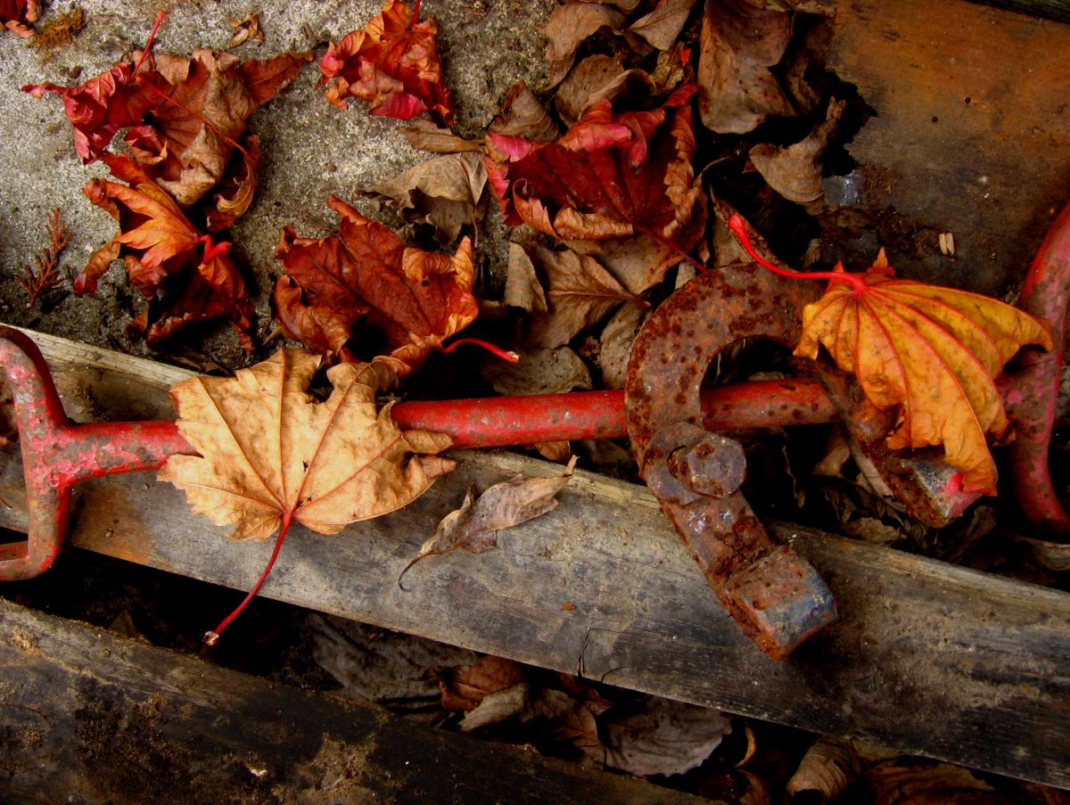 REDDISH BROWN | GANREF