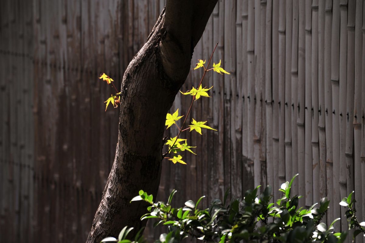 高台寺にて Part.2 | GANREF