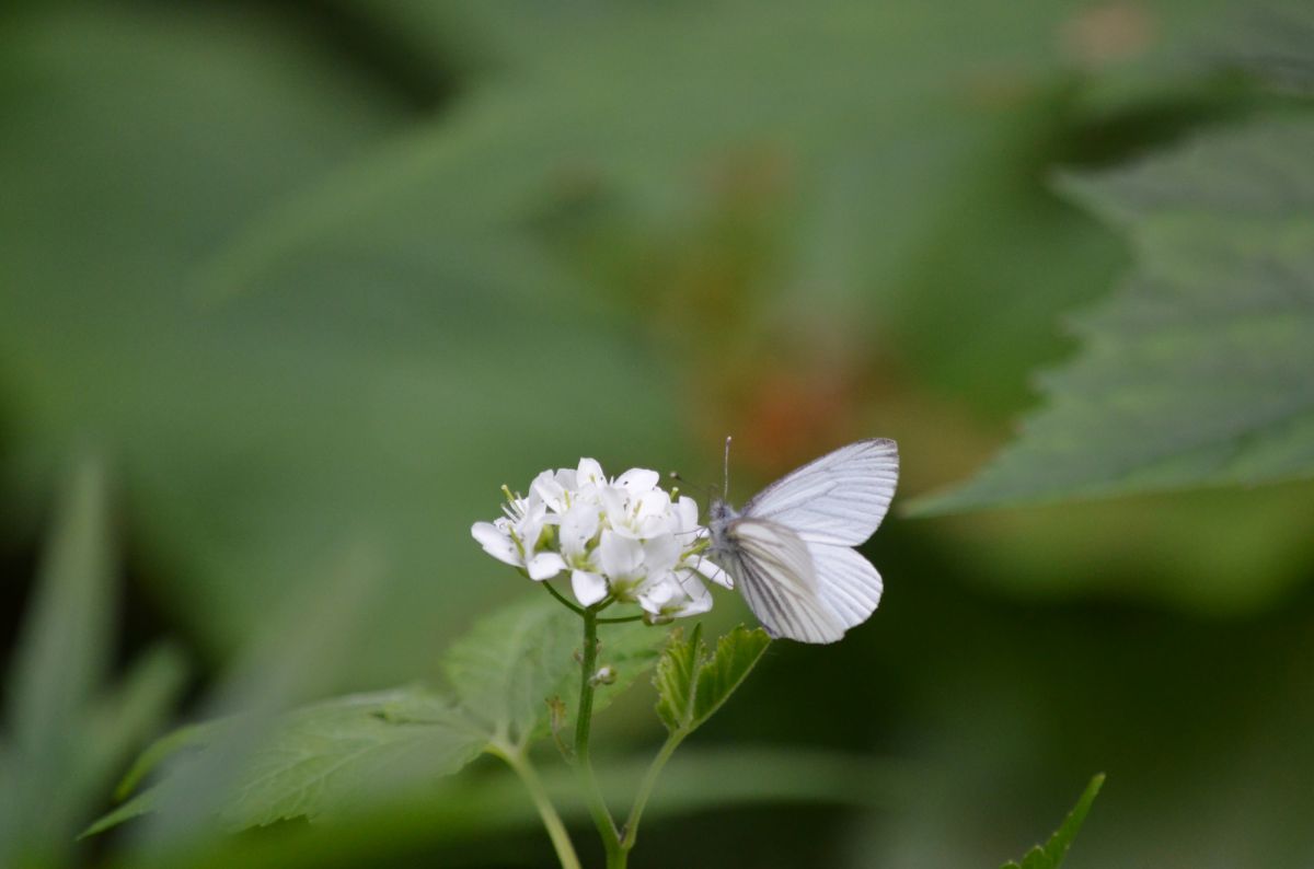 White-花と蝶- | GANREF