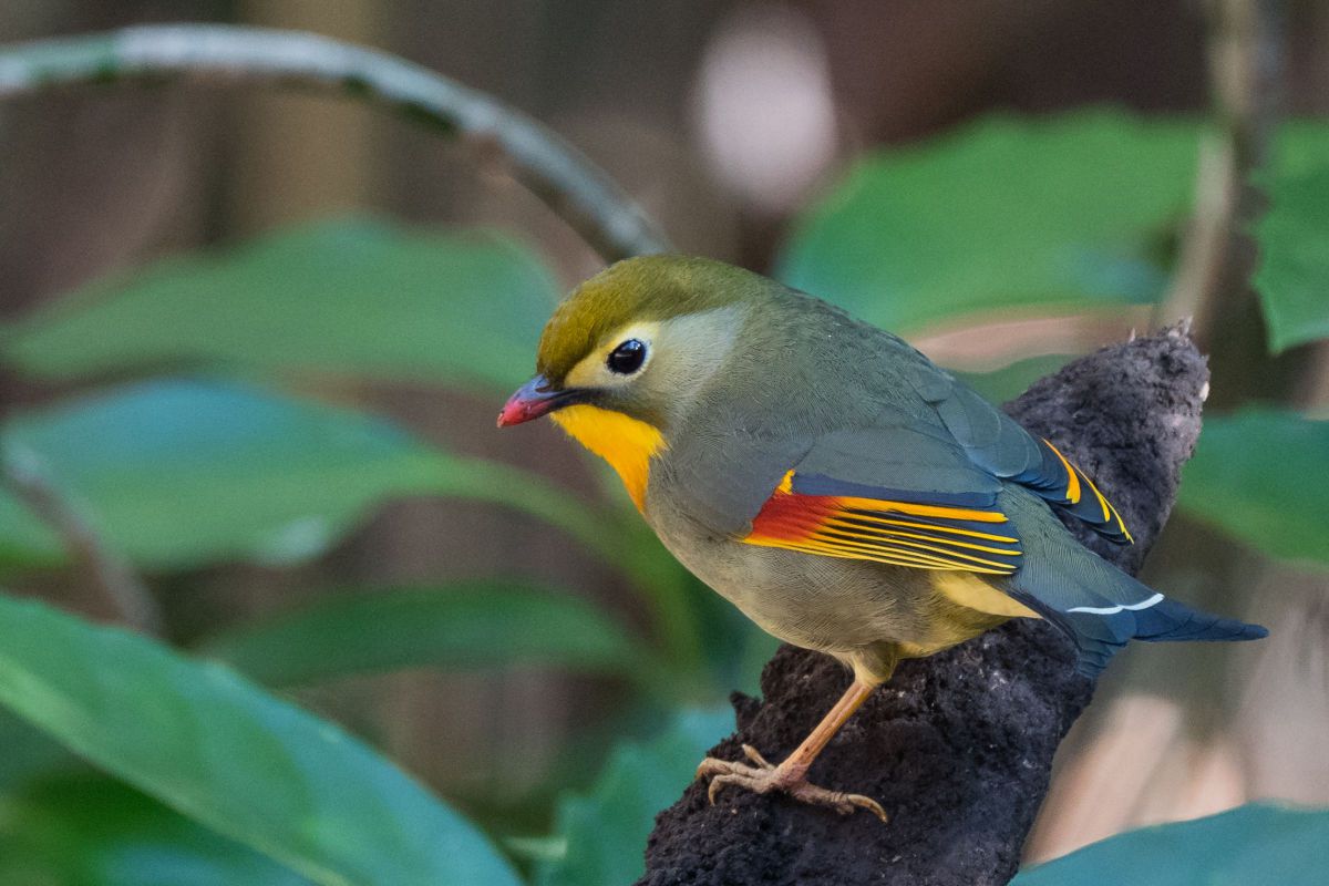 相思鳥ver2 | GANREF