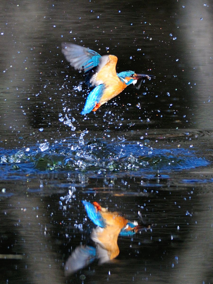 カワセミ離水15 今さらD300 | GANREF