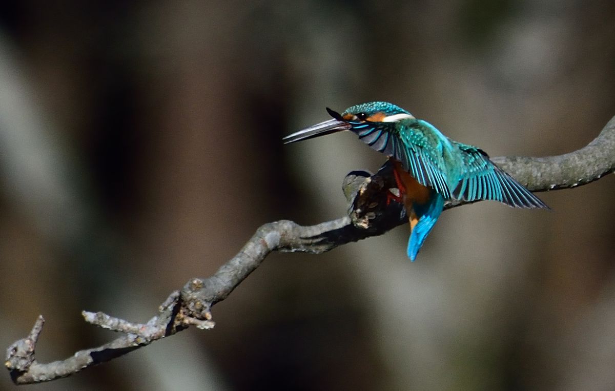 カワセミの帰還 | GANREF