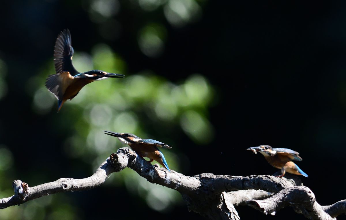 カワセミ お立ち台対決 | GANREF