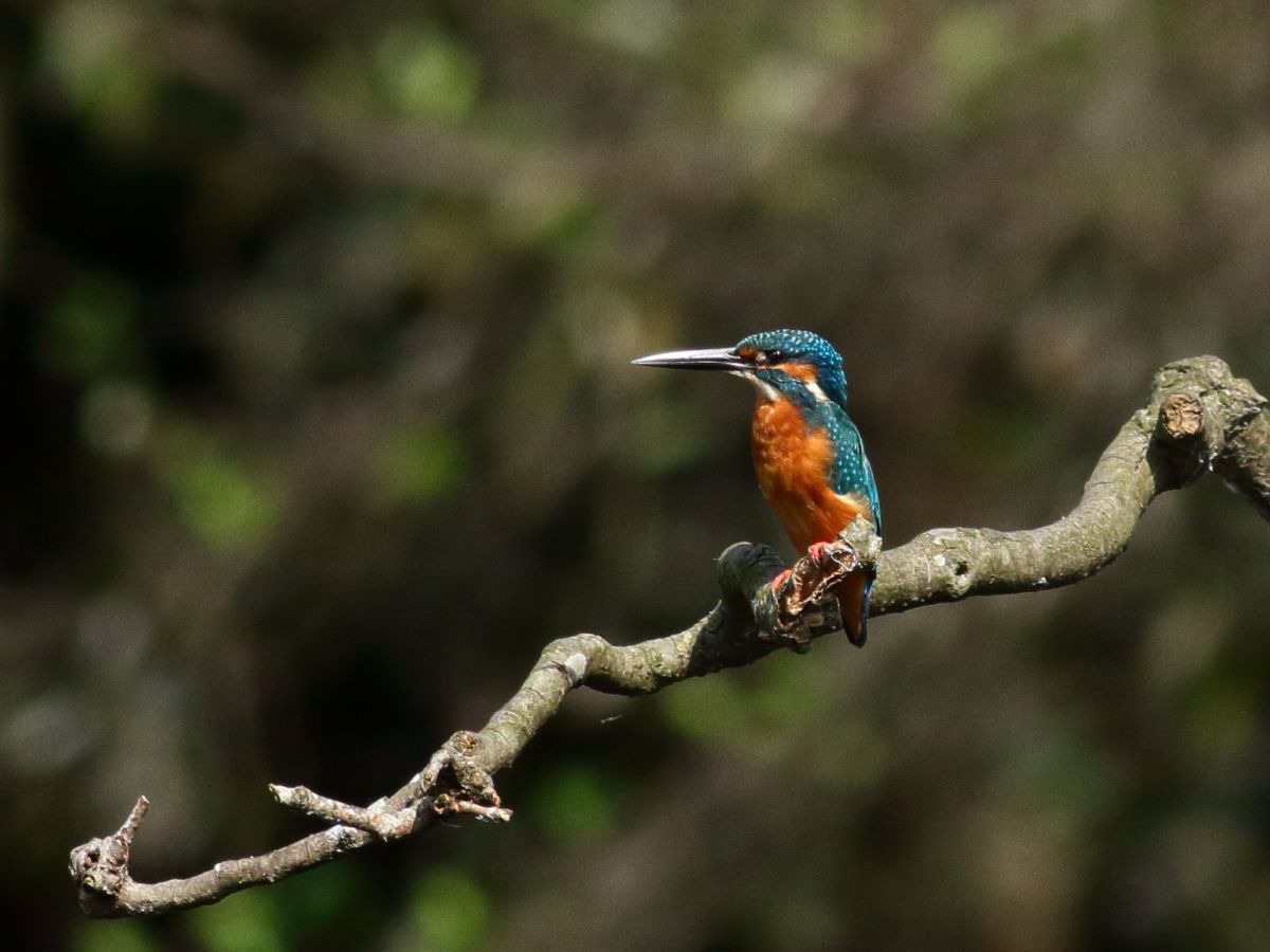 カワセミ 7Dその1 | GANREF