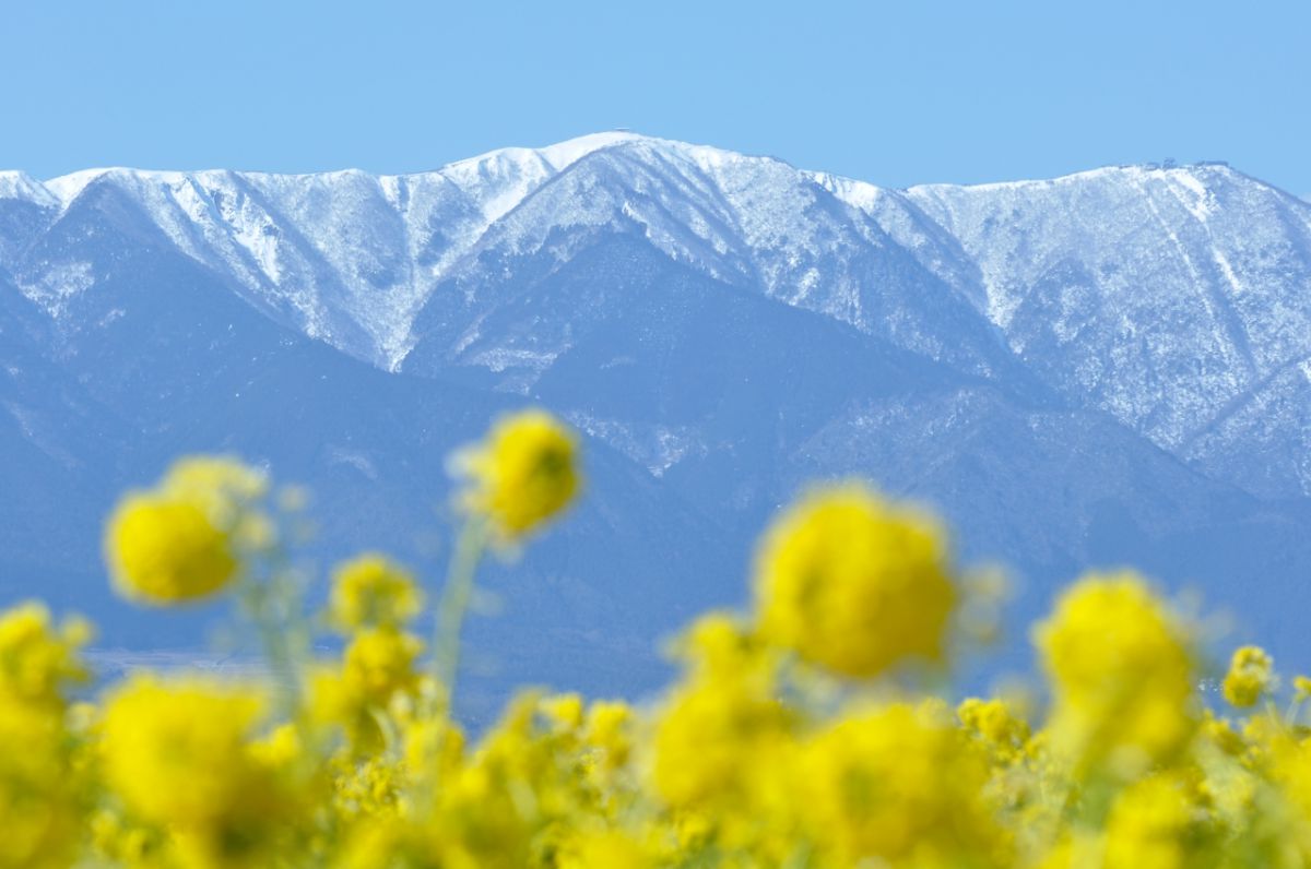 Spring Has Come | GANREF