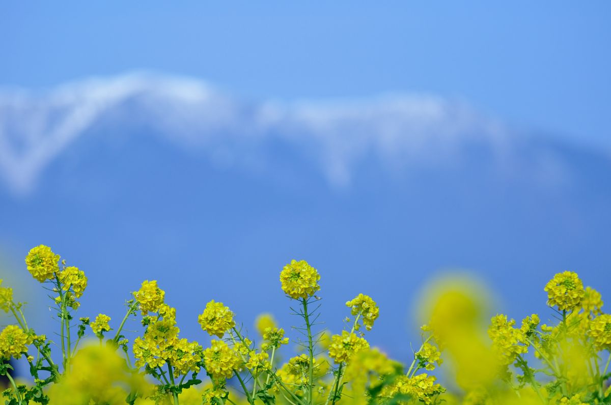 Spring has Come | GANREF