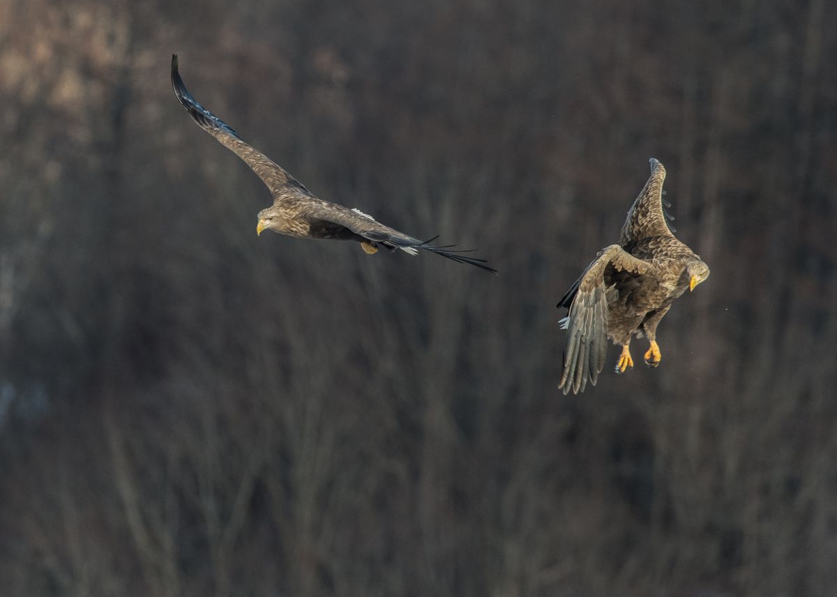 Double Face 〜Concentration〜 | GANREF