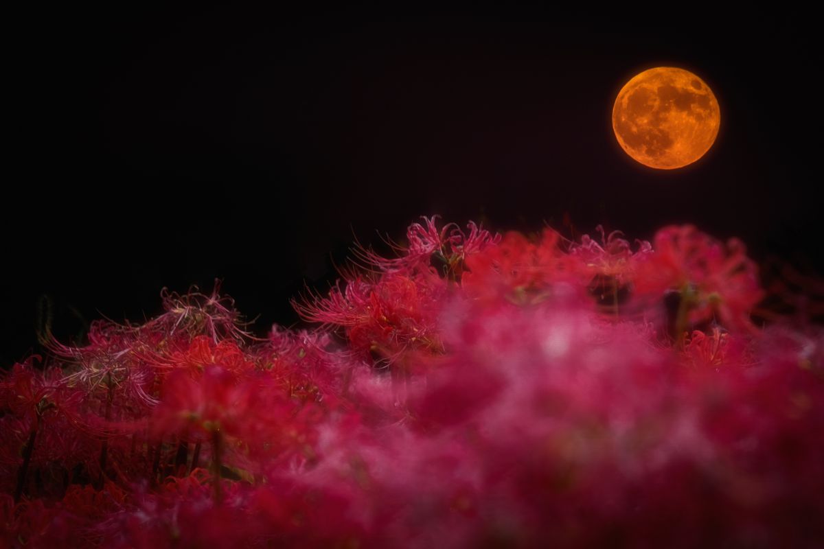shining supermoon, crimson field | GANREF