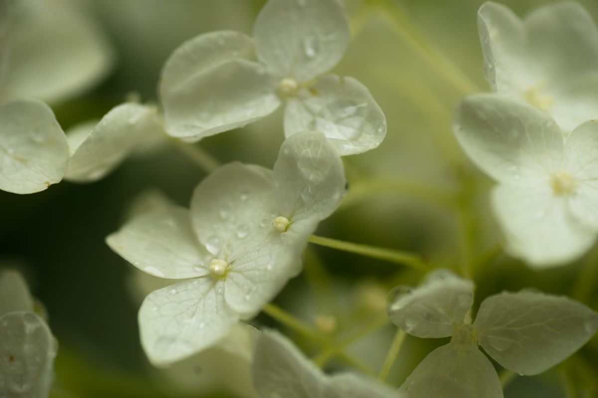 hydrangea | GANREF