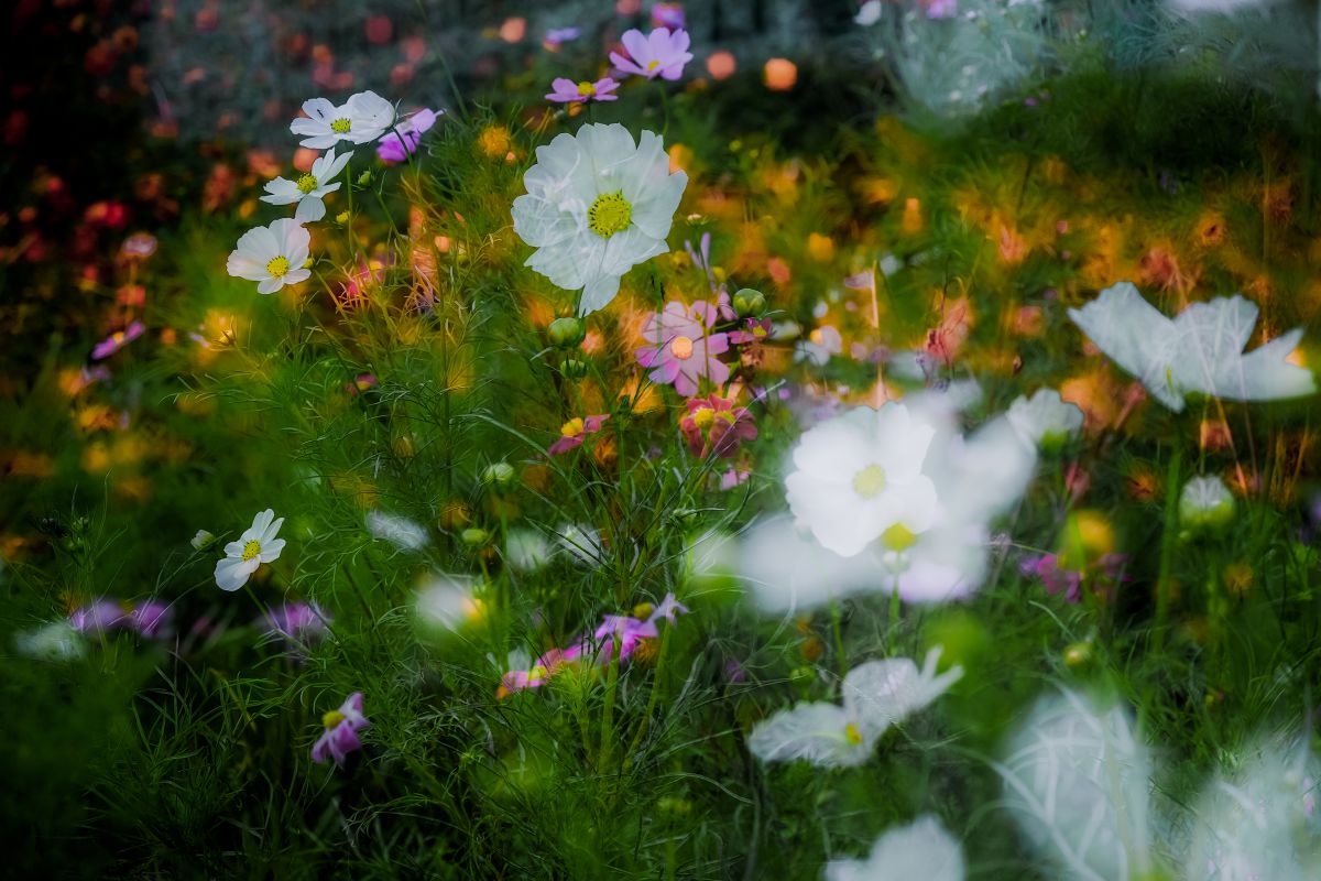 cosmos fields forever | GANREF