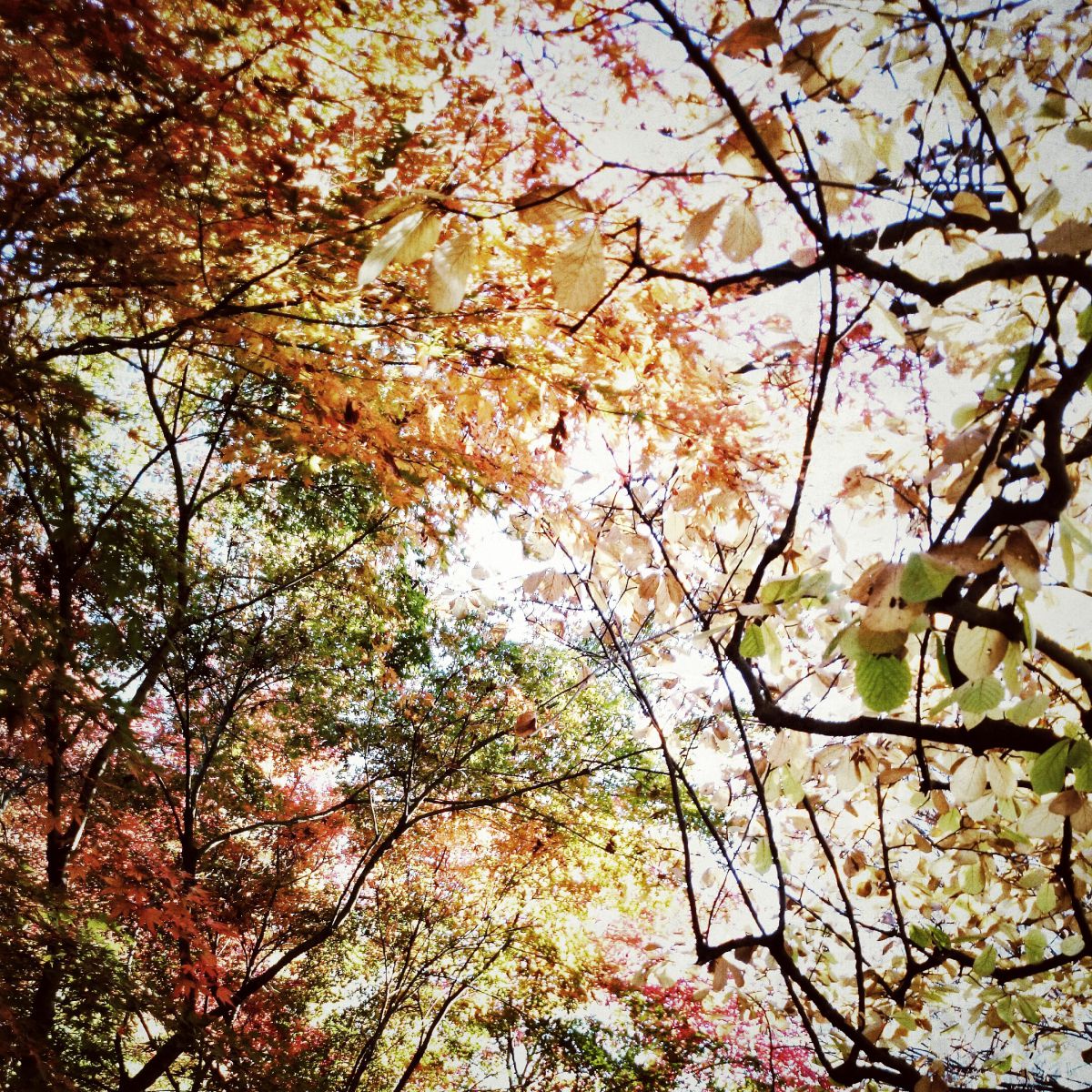 colors．☆．。．:*･ﾟ | GANREF