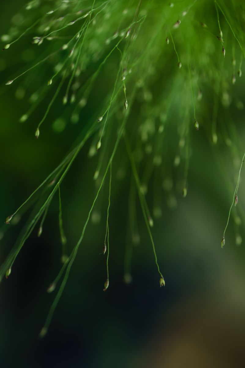 fine and thin | GANREF