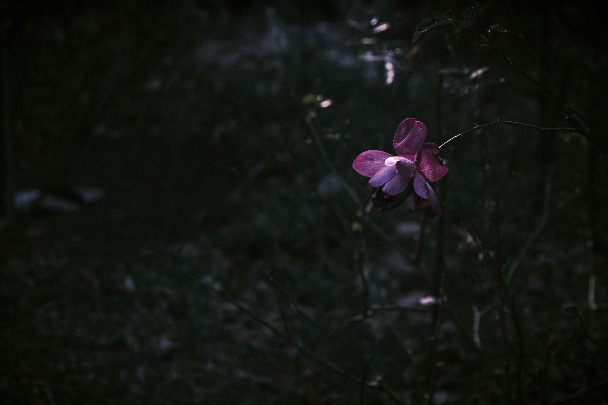 winter rose | GANREF