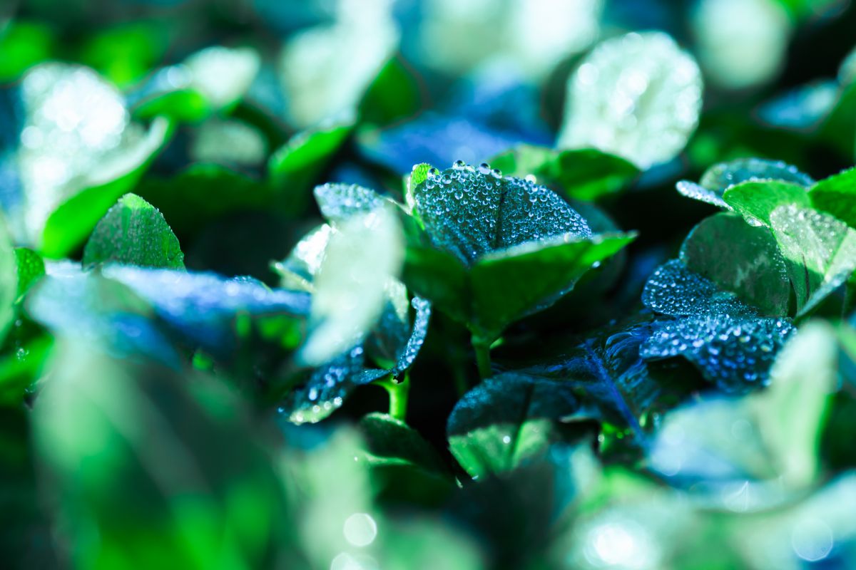 7:36 a.m. morning dew | GANREF