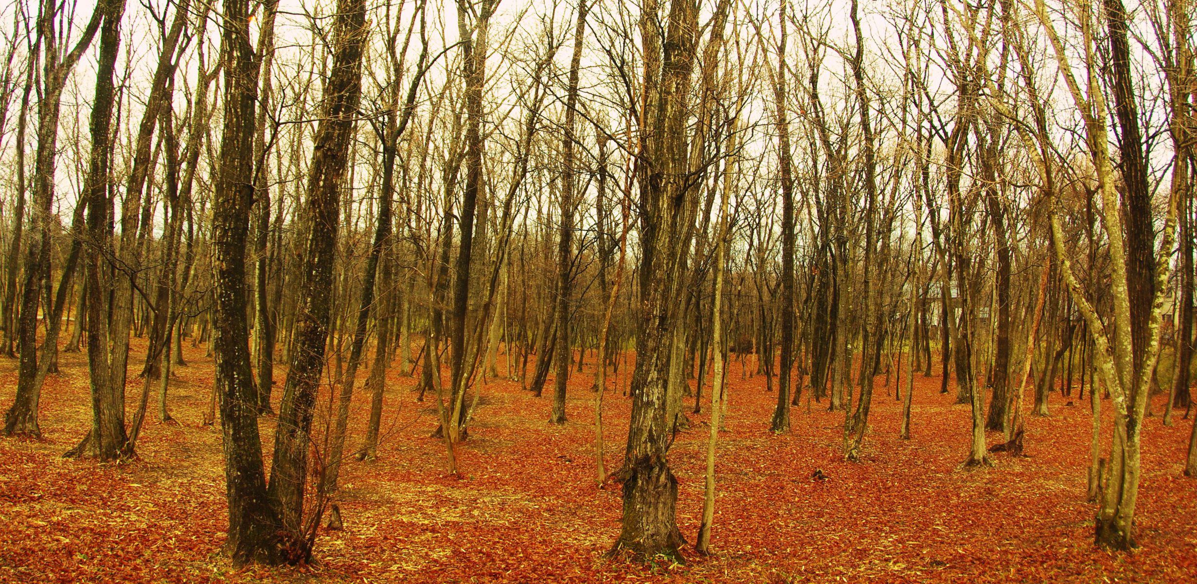 Orange forest | GANREF