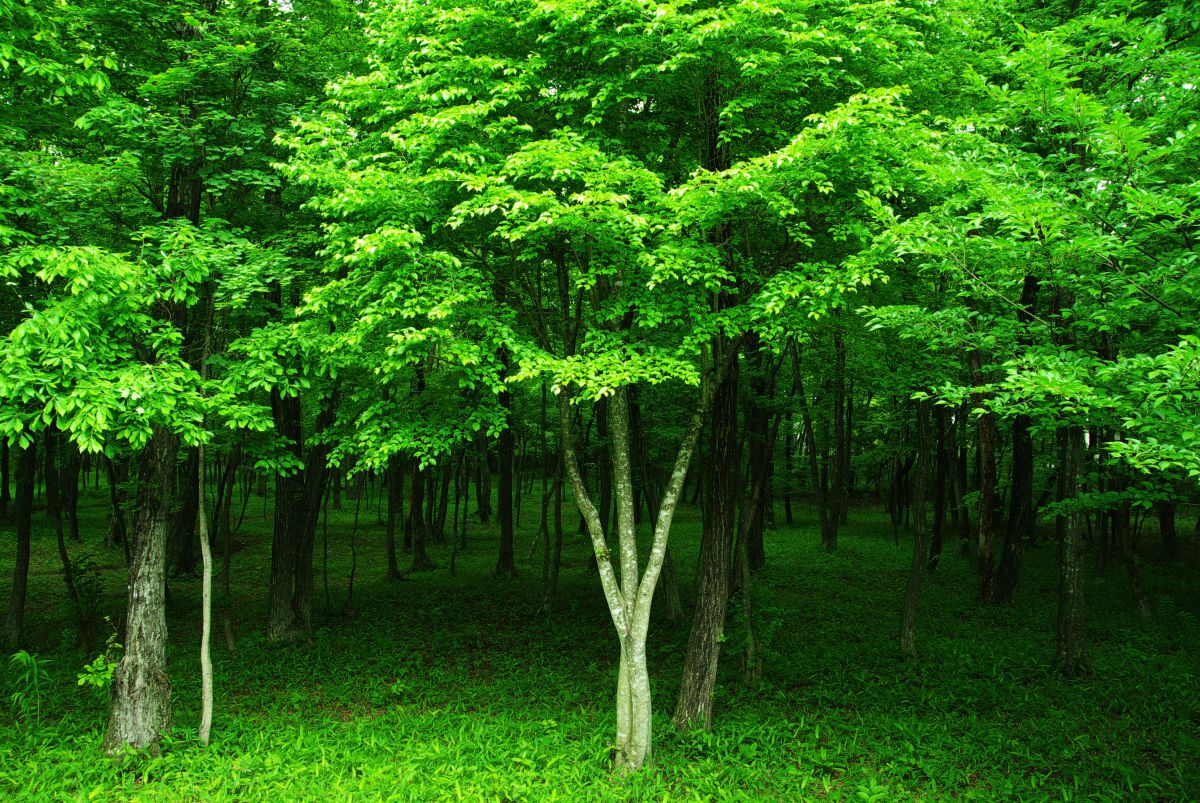 Green forest | GANREF