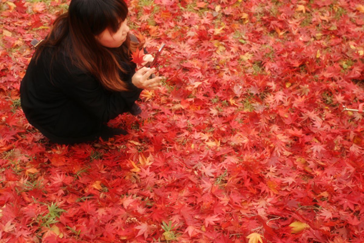 紅葉2009 | GANREF