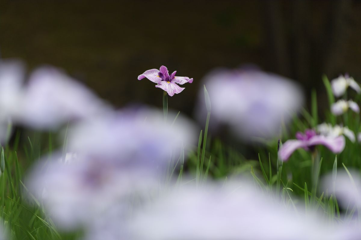 私を撮って！ | GANREF