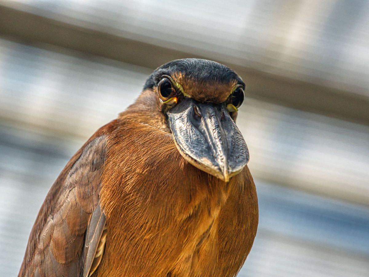 Metallic Beak | GANREF