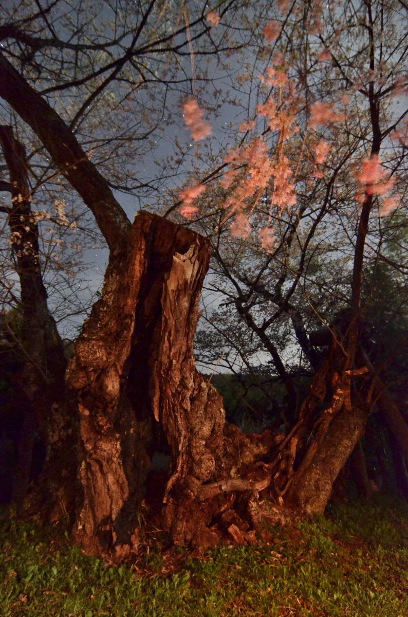 今年も桜始めました－伝説の中の桜－ | GANREF