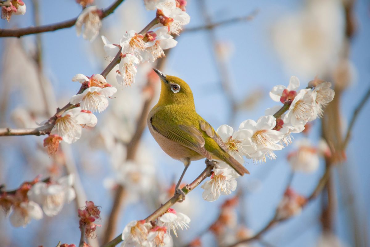 は る ベ タ p h o t o | GANREF