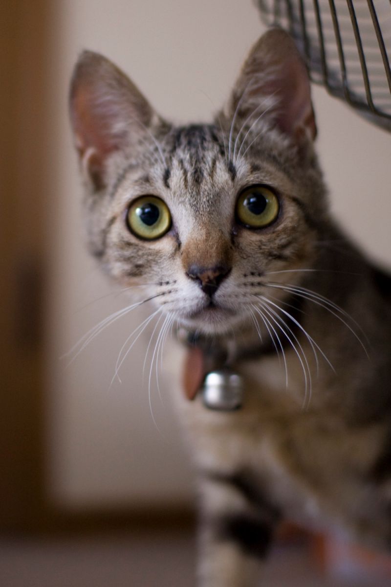 ノラ家ネコ 19 | GANREF