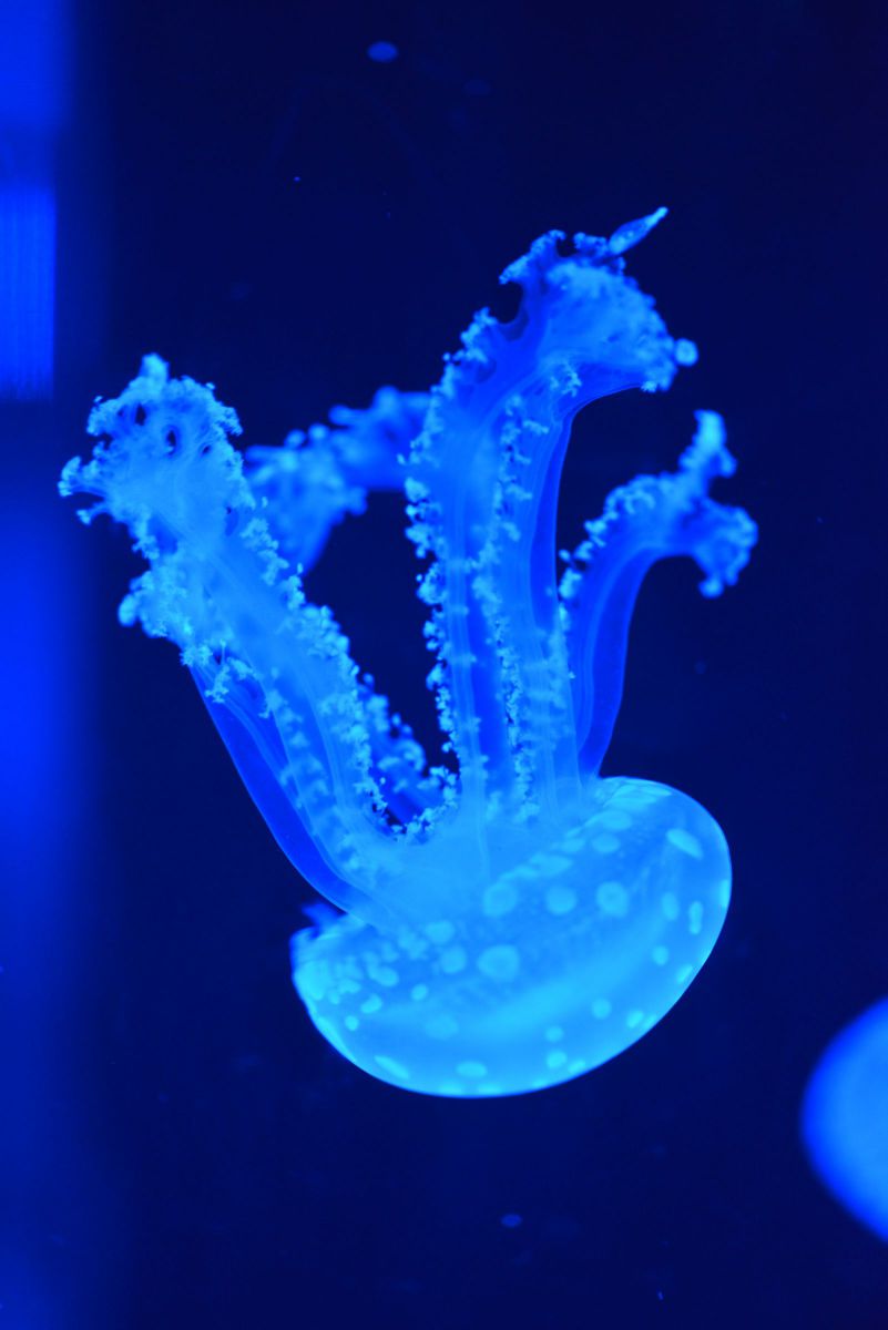 海月/くらげ | GANREF