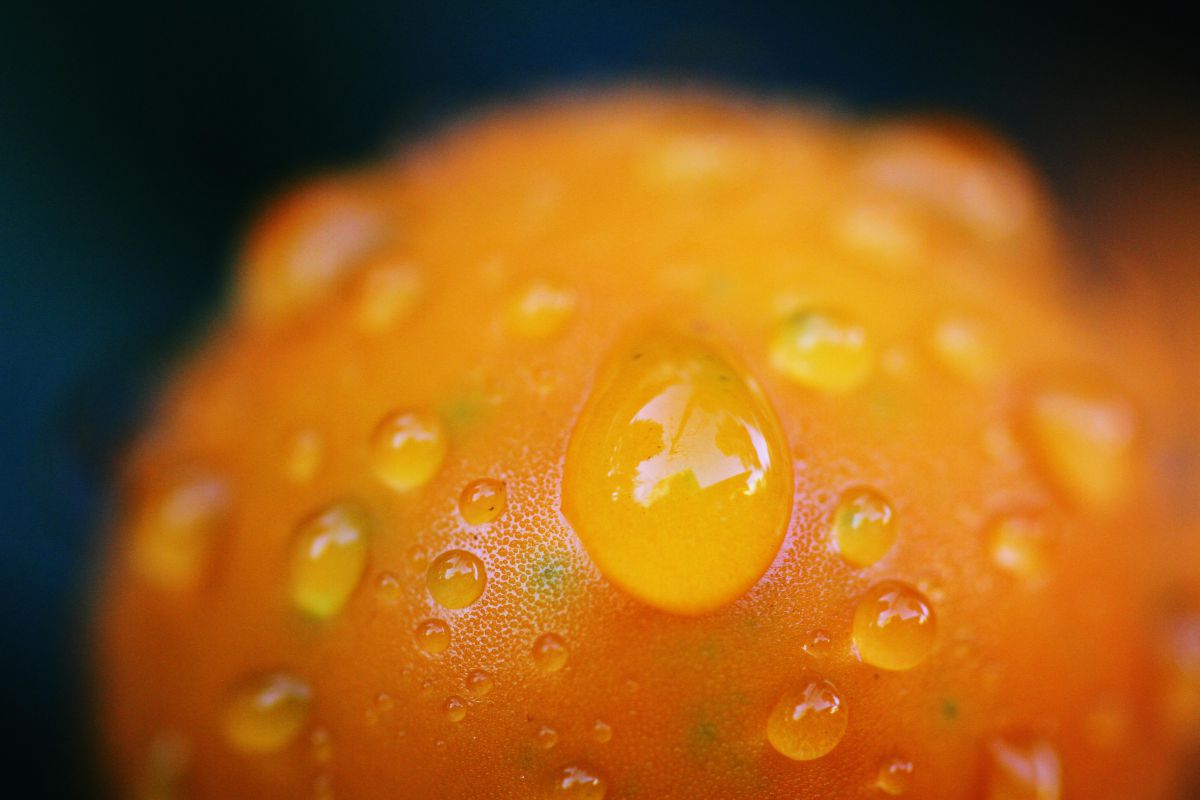 果汁120％ | GANREF