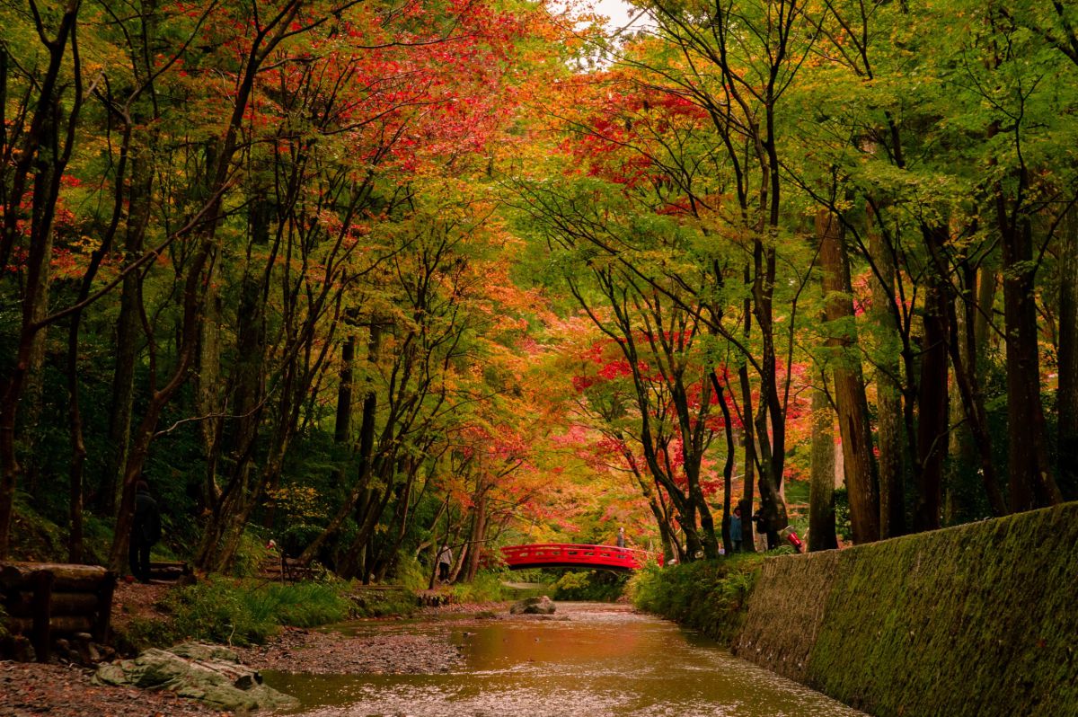 Leaf peeping | GANREF