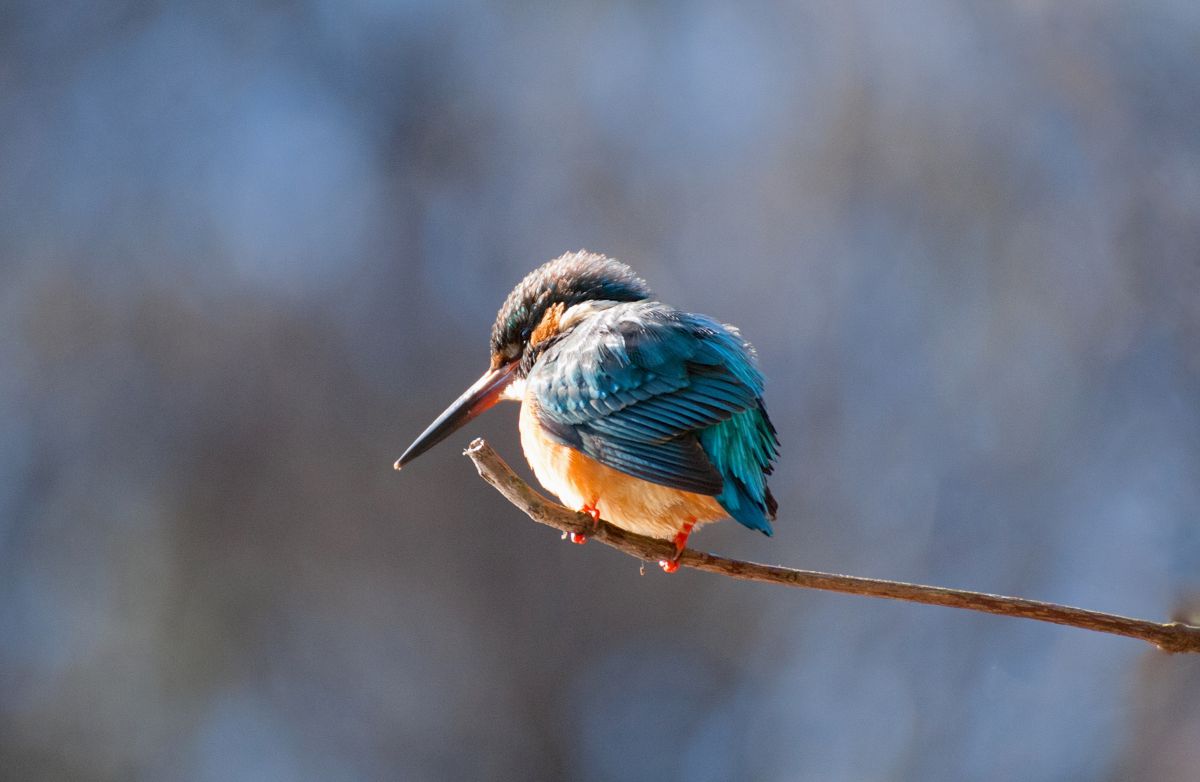 After Diving | GANREF