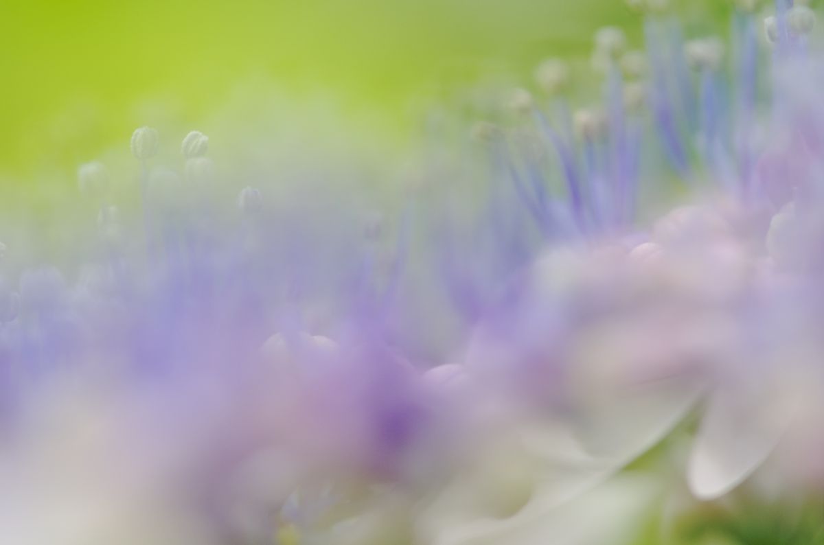 ぼんやり | GANREF