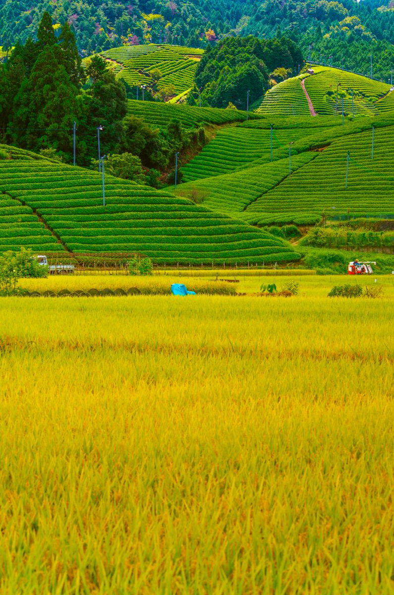 イナホミノル | GANREF