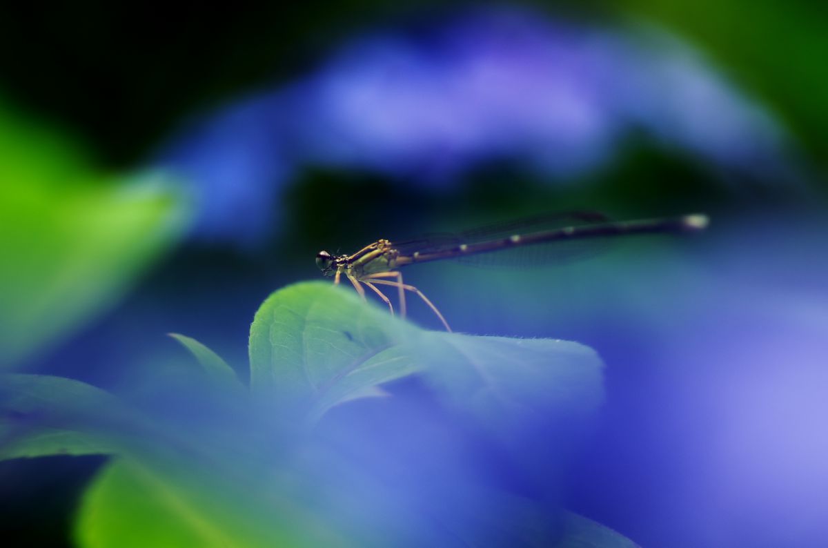 イトトンボ | GANREF