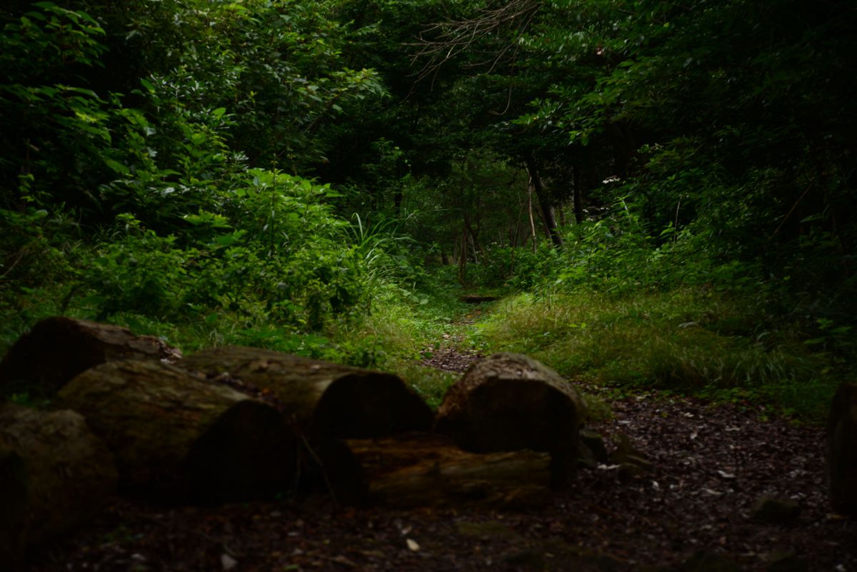 森の入り口 | GANREF