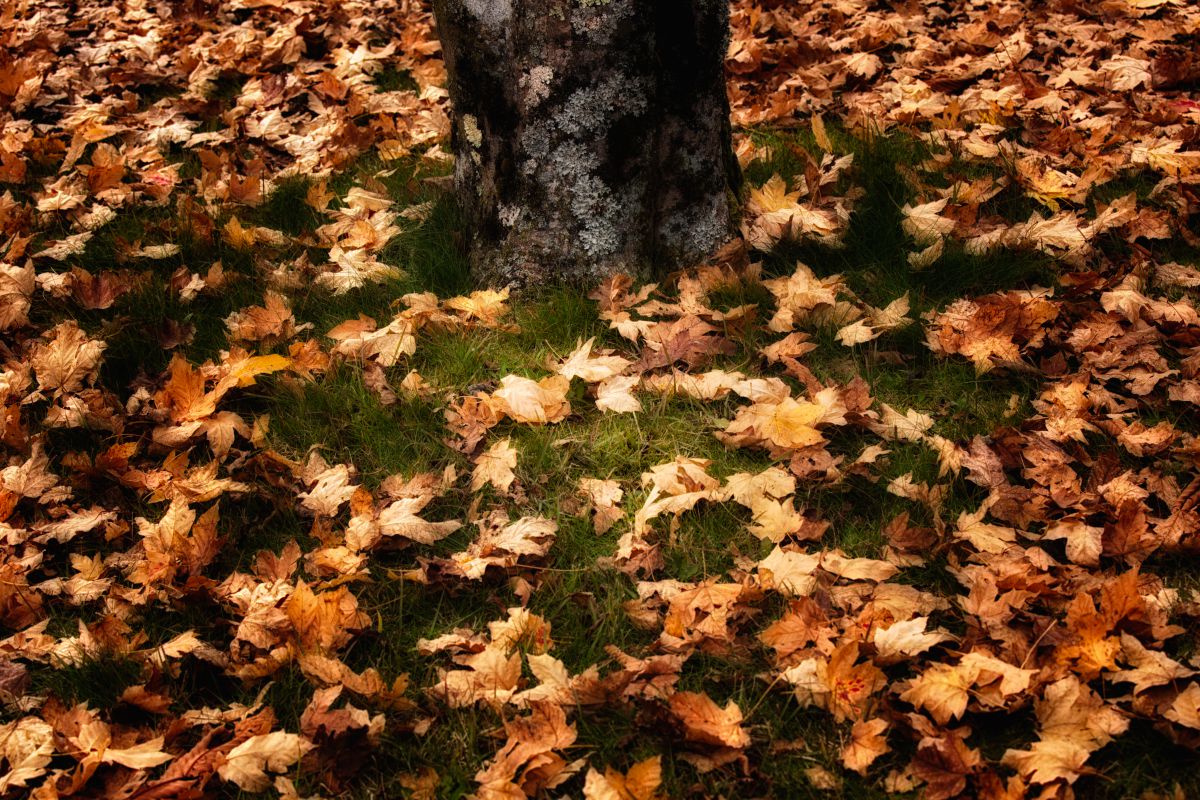 Russet colored | GANREF