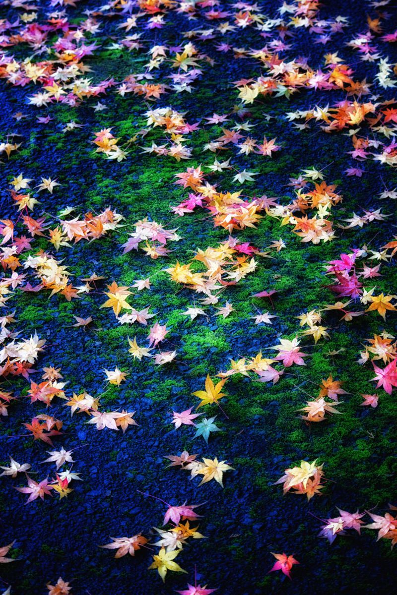 地上の銀河 Rev.2 | GANREF