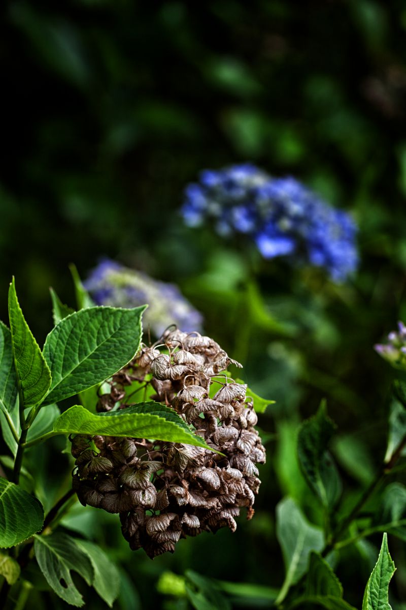 A previous existence. | GANREF