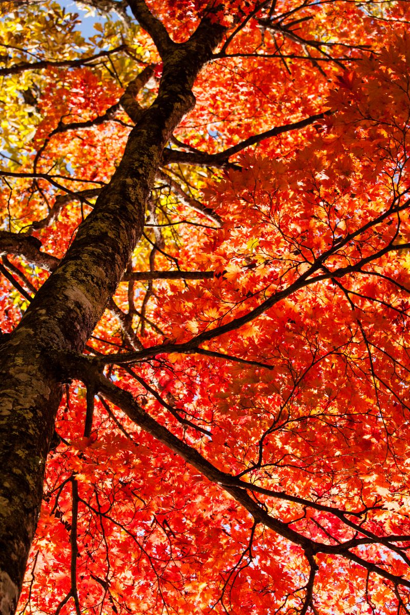 秋色mosaic. | GANREF