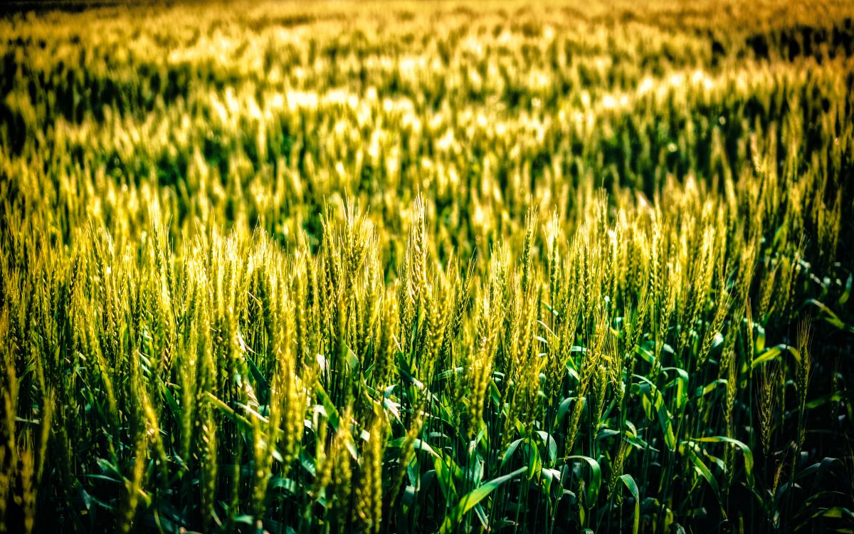A WHEAT FIELD | GANREF