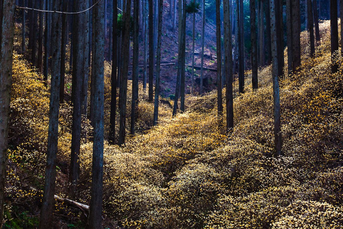三椏の渓間 ～landscape～ | GANREF