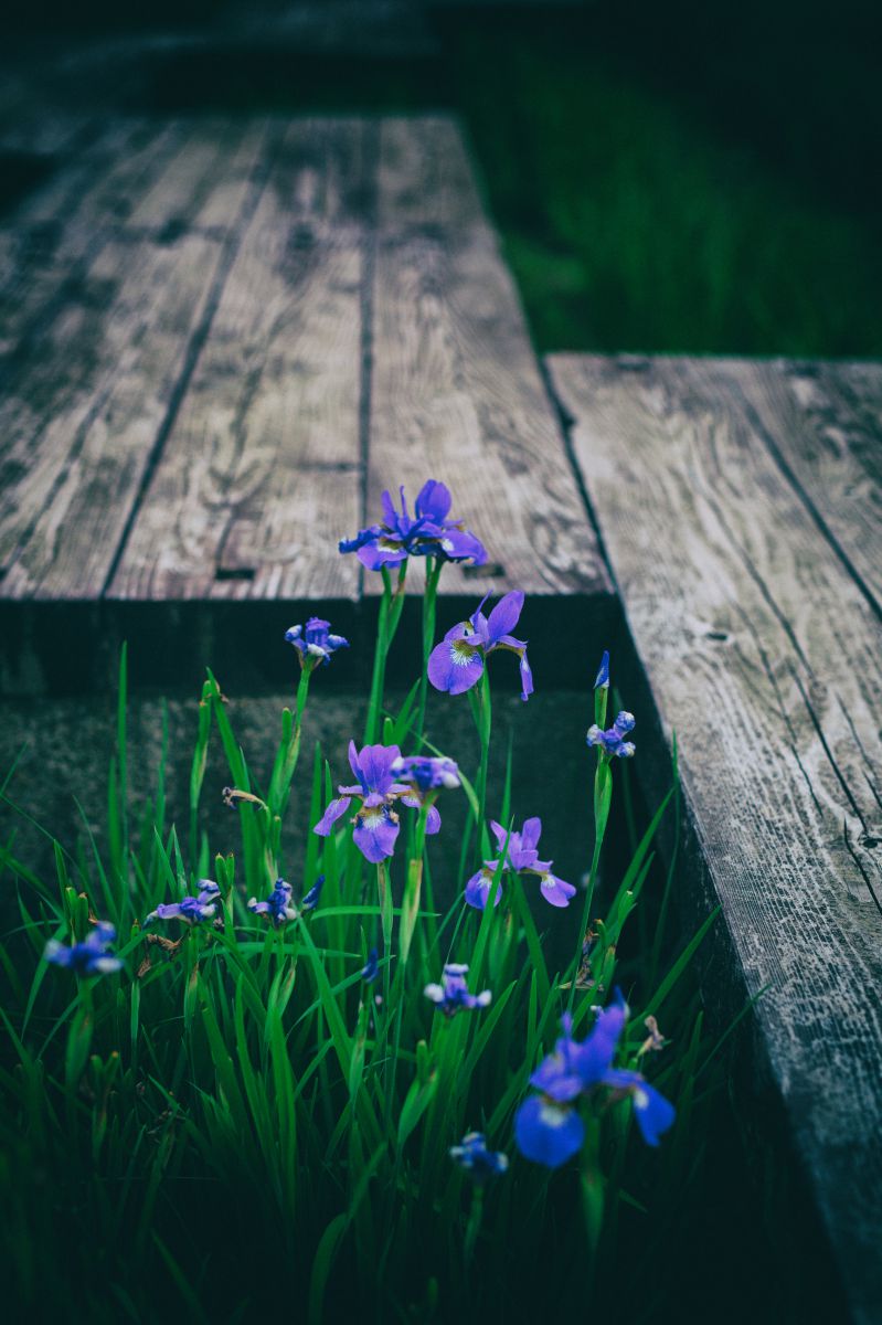 花あやめ - vintage - | GANREF