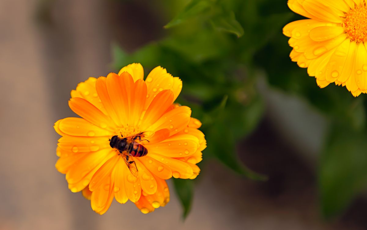 Buzy little bee... | GANREF