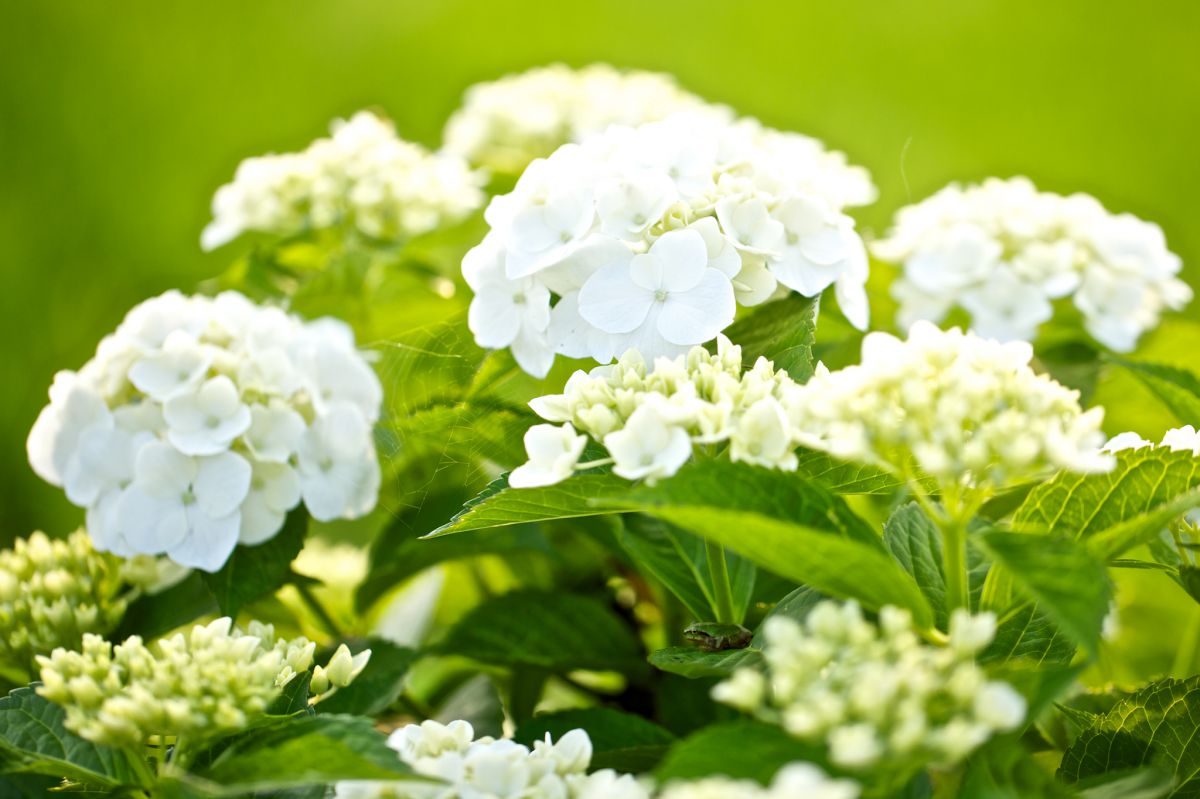 Hydrangea III + | GANREF