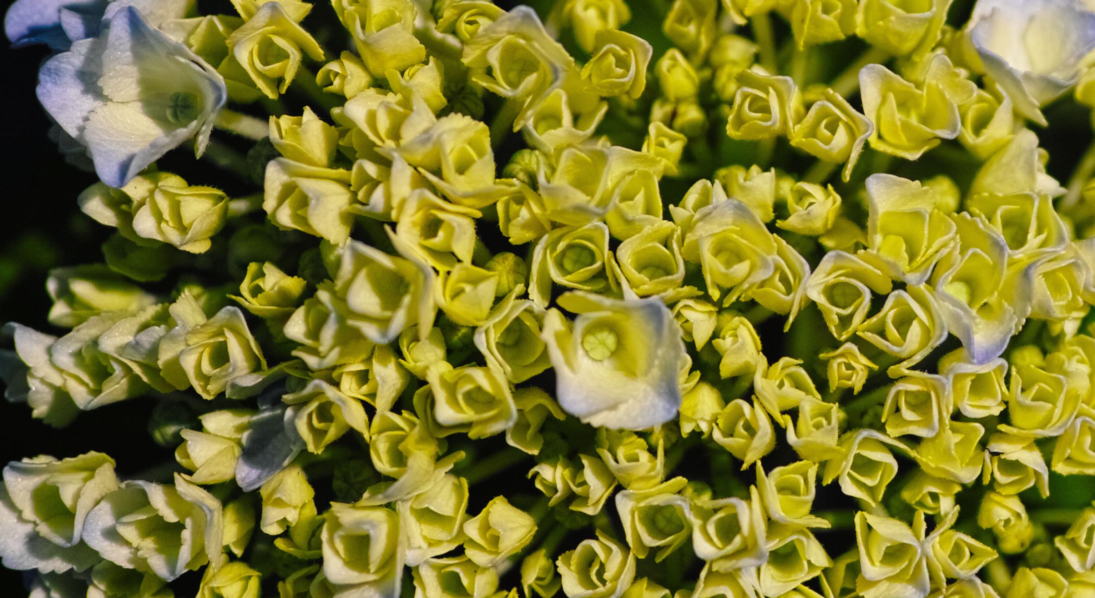 flower gift | GANREF