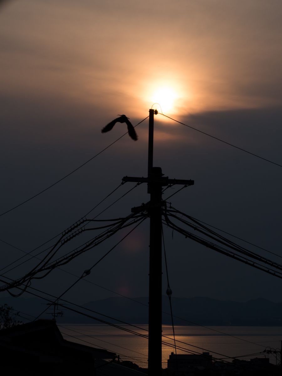 It flies toward the setting sun. | GANREF