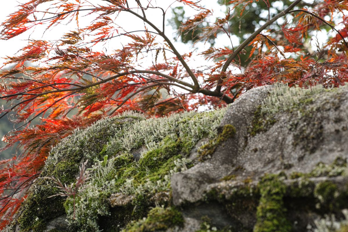 Moss of autumn | GANREF