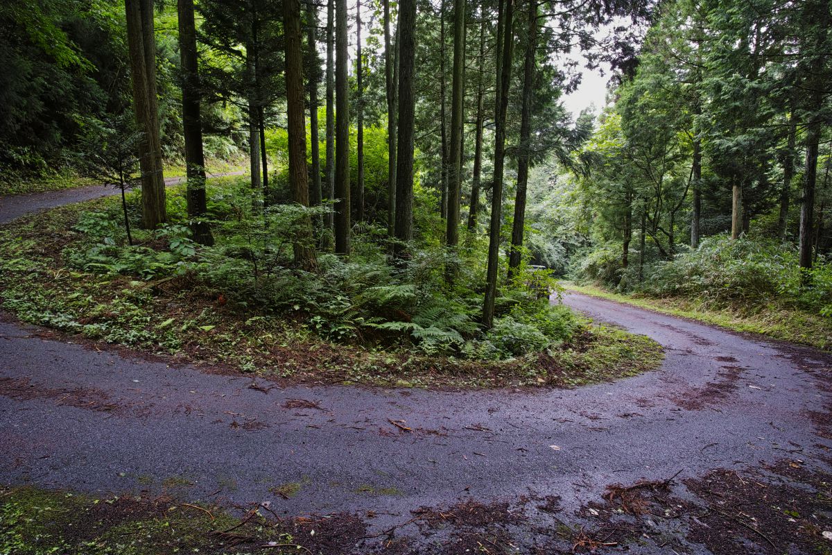 Path through a forest | GANREF