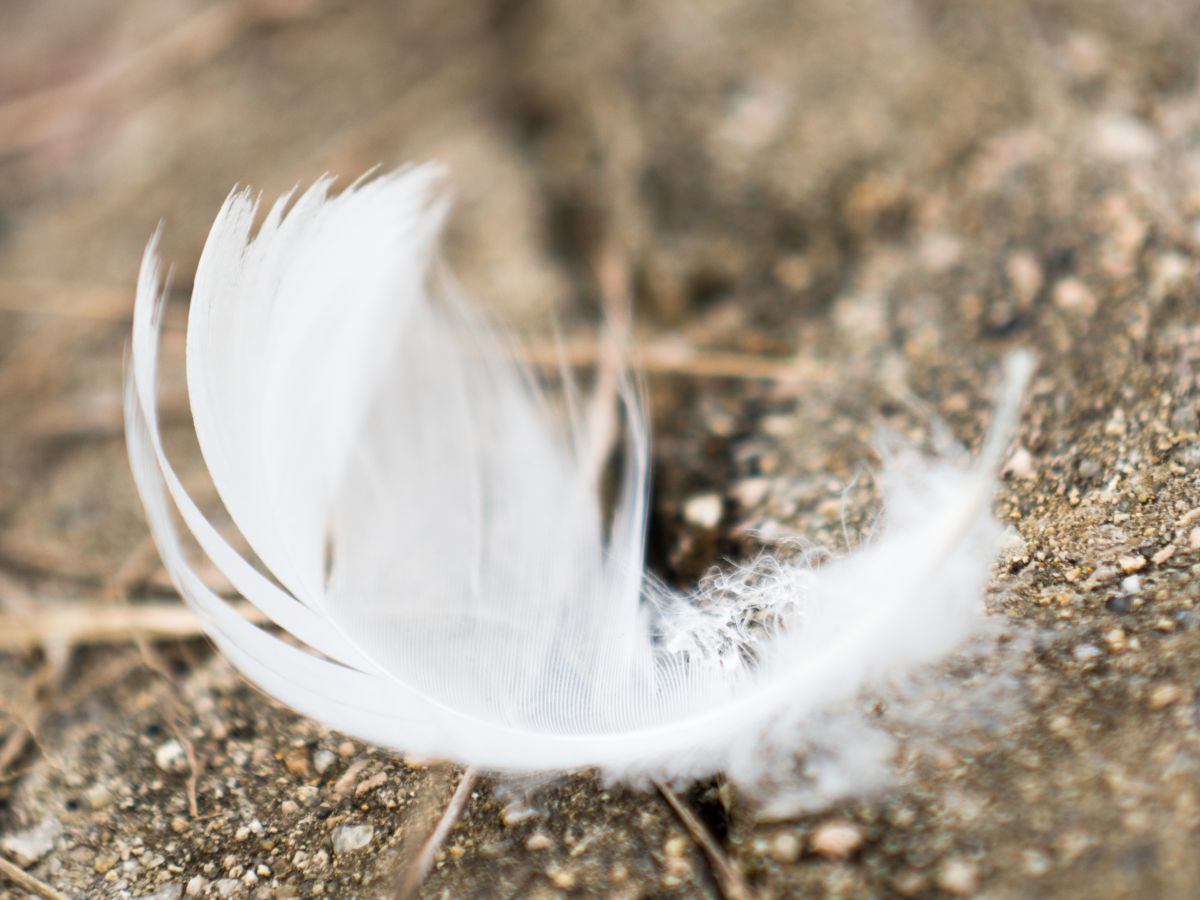 Angel's lost item | GANREF